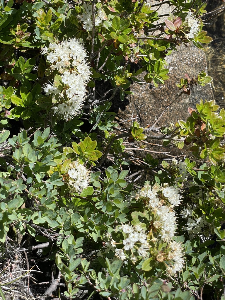 Western Labrador Tea from Inyo National Forest, Inyo County, US-CA, US ...