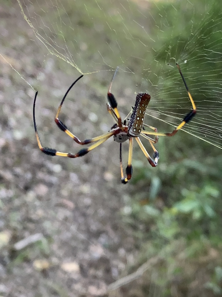 Golden Silk Spider from Washington, LA, US on July 16, 2022 at 05:30 PM ...