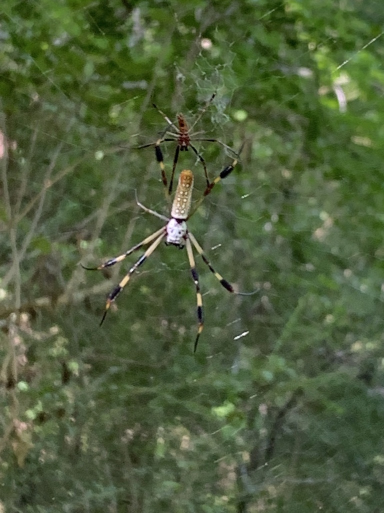Golden Silk Spider from Washington, LA, US on July 16, 2022 at 05:33 PM ...