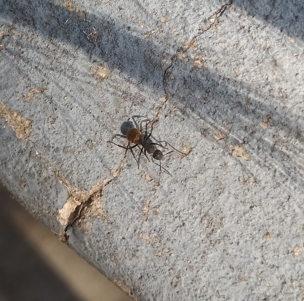 Camponotus mus from 05001, Perú on June 28, 2022 at 02:02 PM by Natali ...