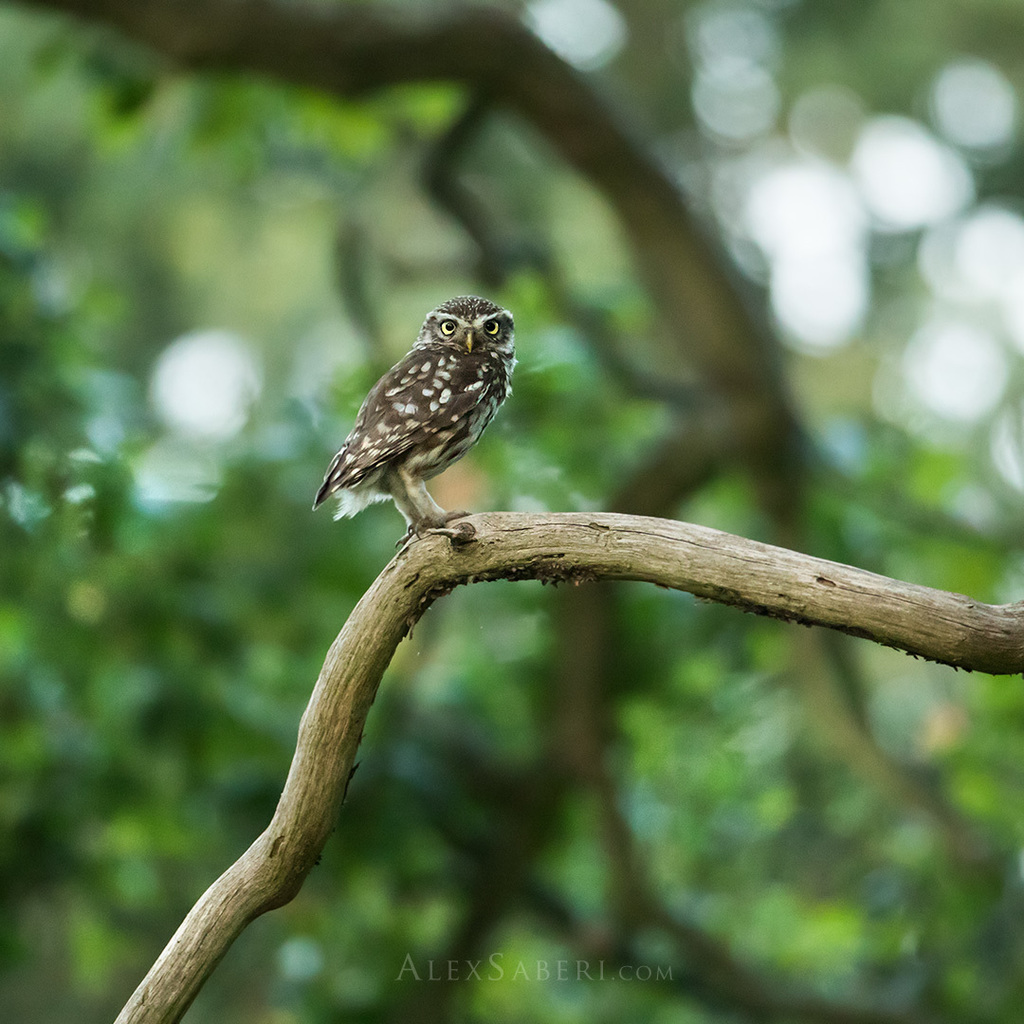 Little Owl in July 2018 by alexsaberi · iNaturalist