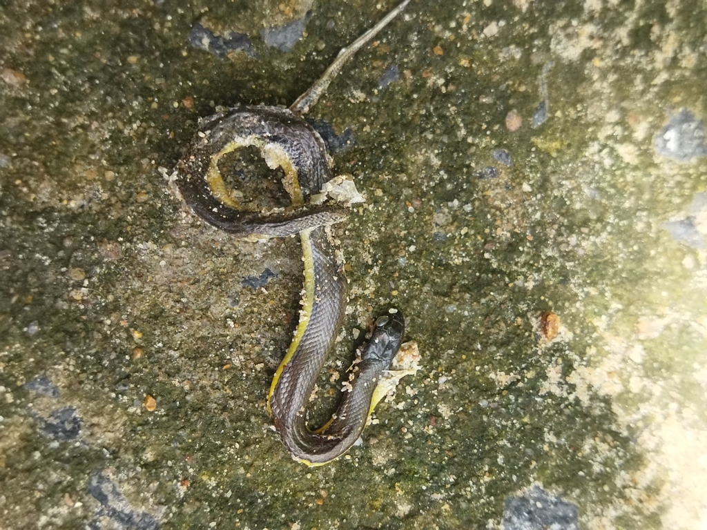 Split Keelback from Odisha 761001, India on July 19, 2022 at 12:33 PM ...