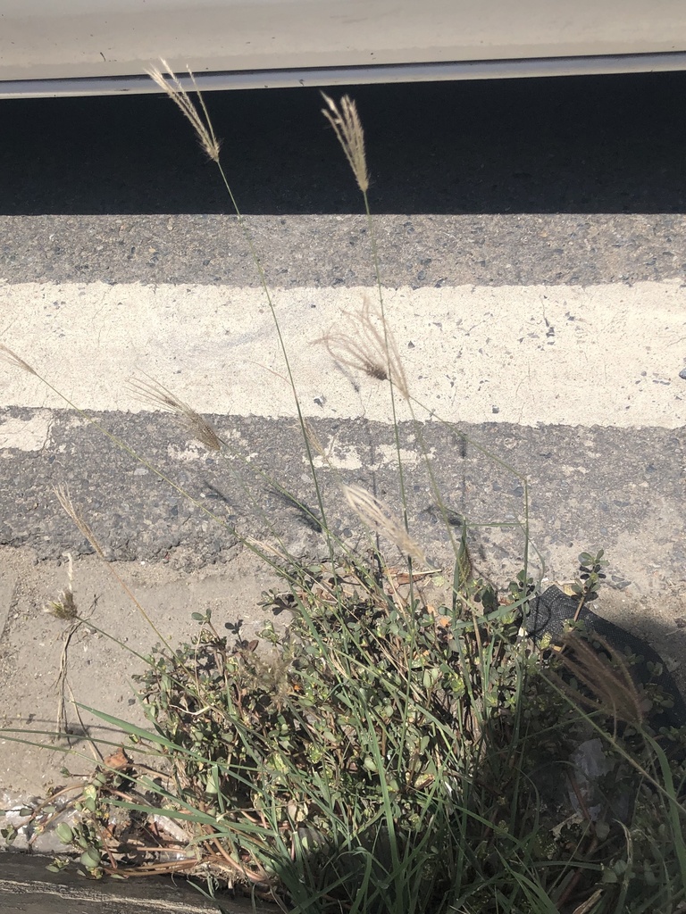 Finger Grass from 3134, Amphoe Mueang Chon Buri, Chonburi, TH on July ...