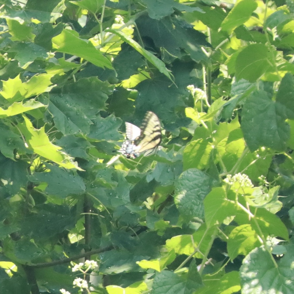 Eastern Tiger Swallowtail from Muttontown Preserve, Muttontown, NY, US ...