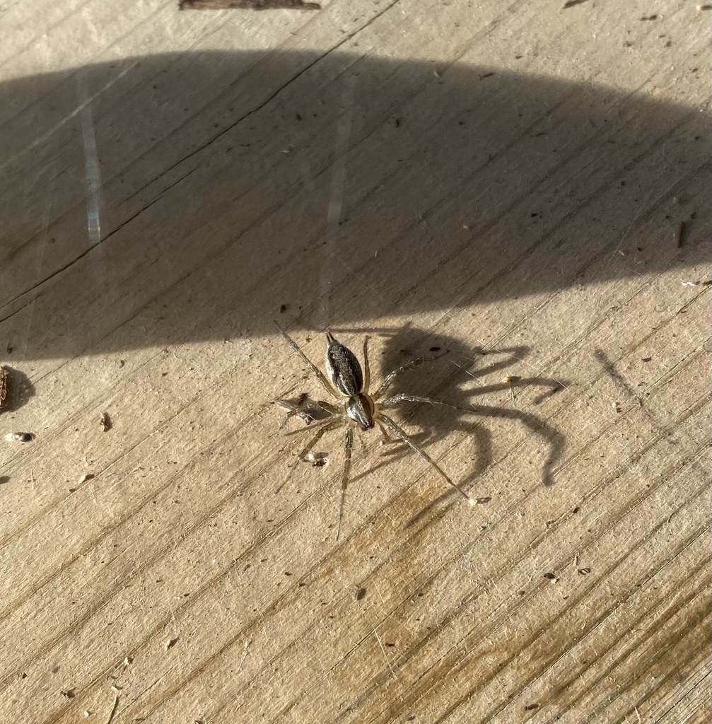 Grass Spiders from Selwyn, ON, CA on July 18, 2022 at 06:34 PM by ...