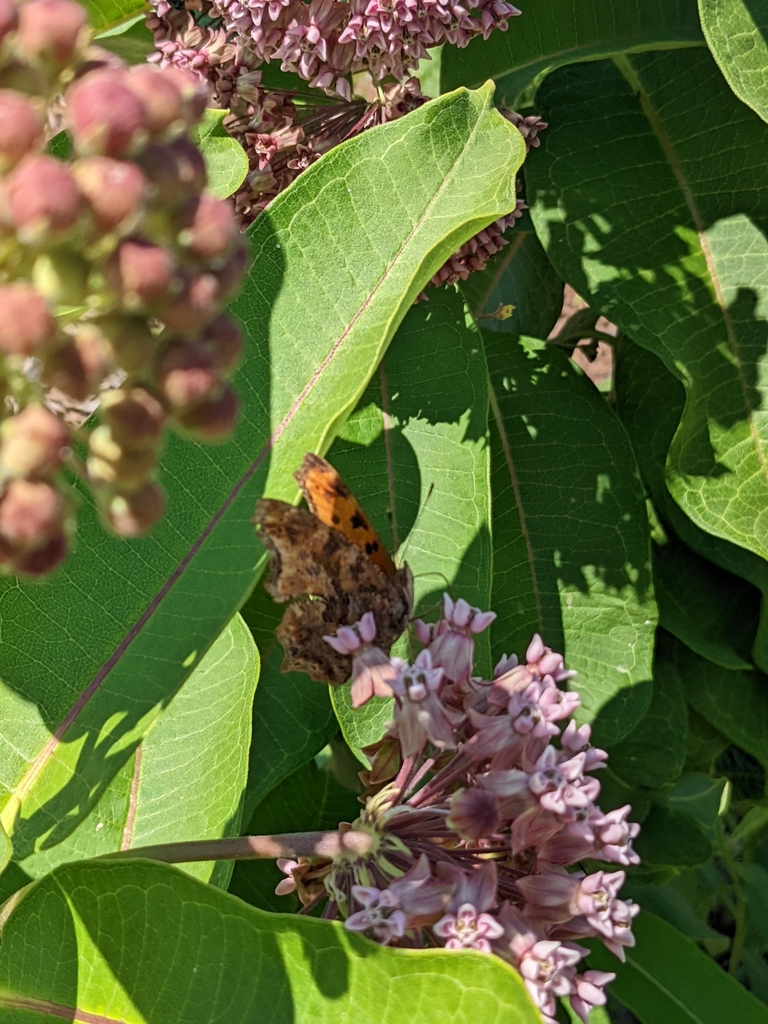 Commas from Lindsey, OH 43442, USA on July 12, 2022 at 11:50 AM by ...