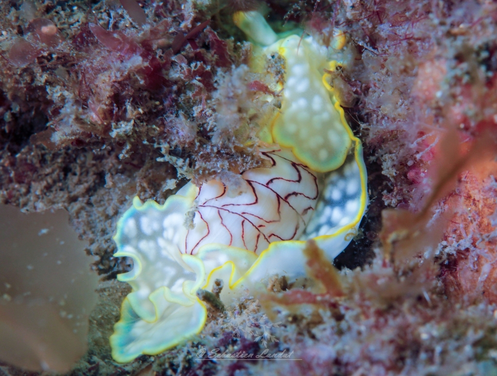 Micromelo from Fly Point on December 30, 2016 at 12:42 AM by Sebastien ...