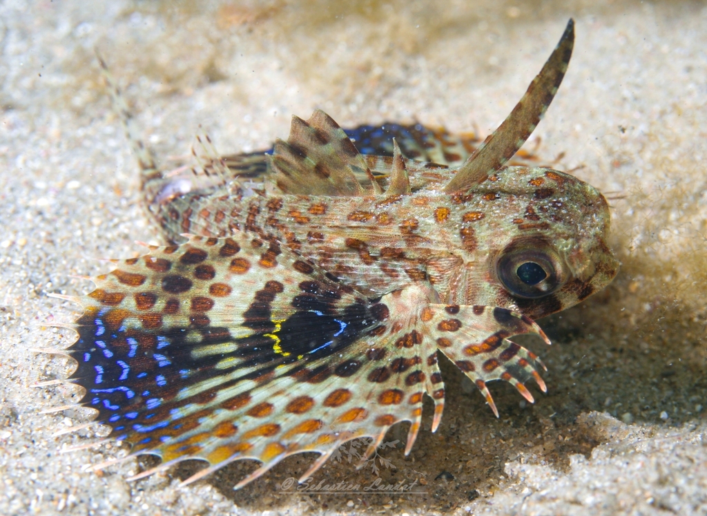 Oriental Flying Gurnard from Clifton Gardens, Mosman NSW 2088 ...