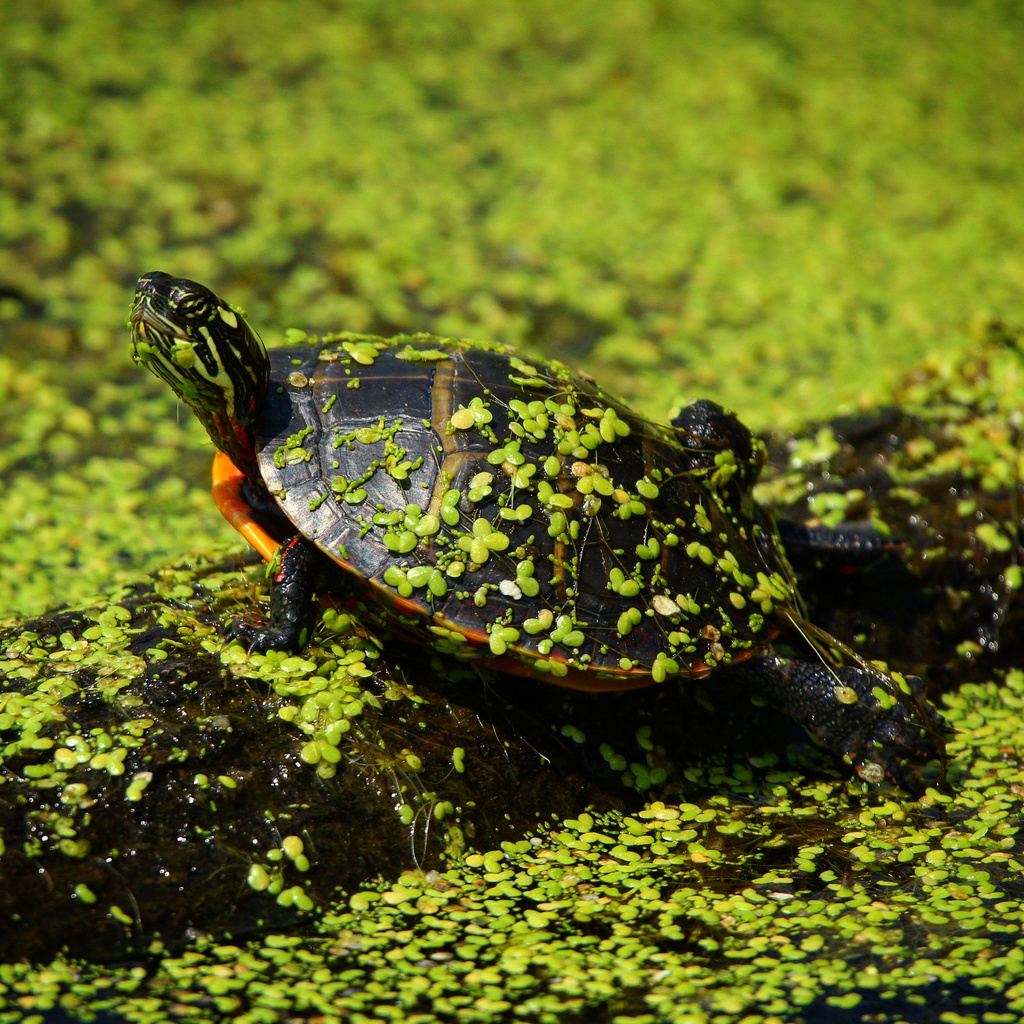 Painted Turtle from Indian Pond, New York, NY, US on July 15, 2022 at ...