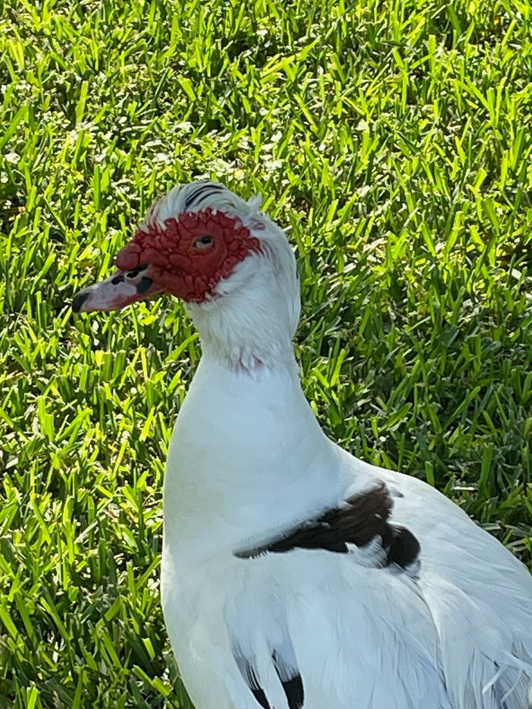 Something by Linda Scales · iNaturalist