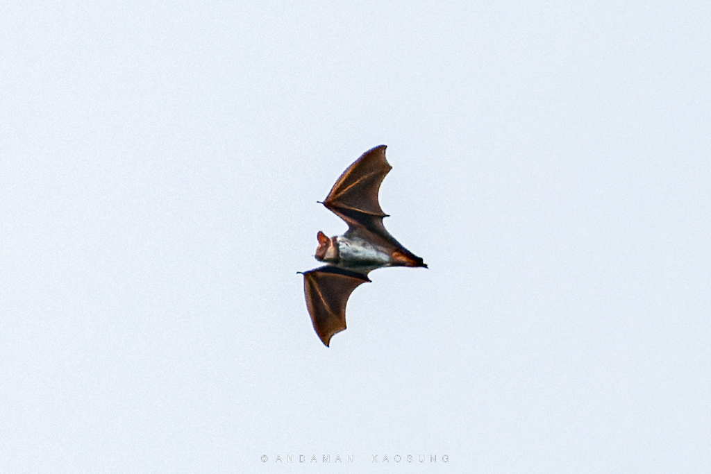 Harlequin Bat from ตำบล ภูคา อำเภอ ปัว น่าน ประเทศไทย on July 16, 2022 ...