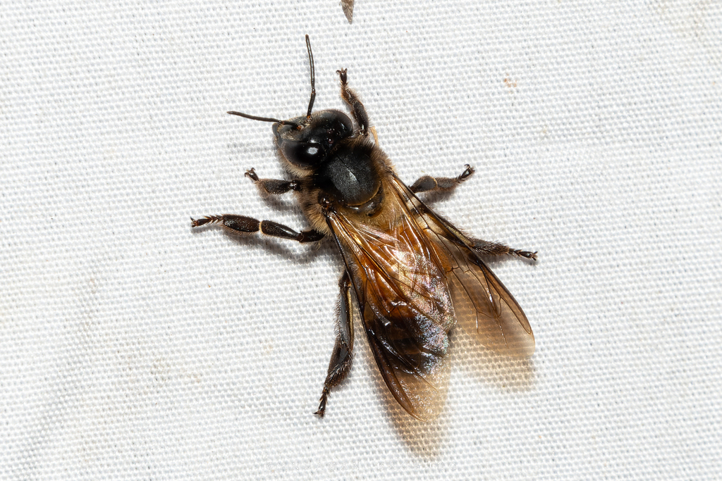 Giant Honey Bee from ตำบล ภูคา อำเภอ ปัว น่าน ประเทศไทย on July 16 ...