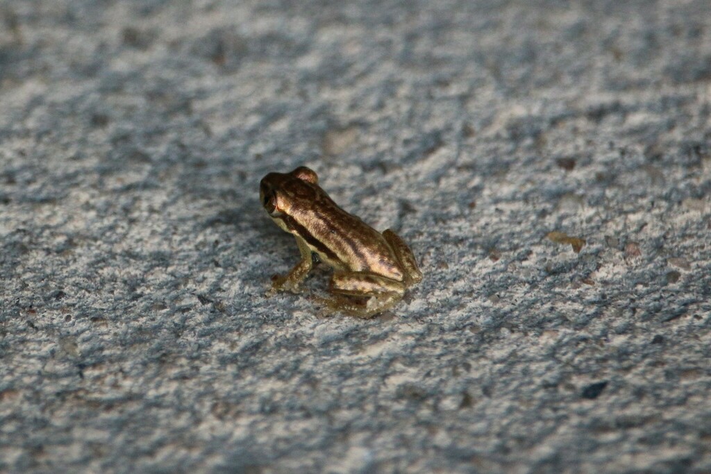 Delicate Spiny Reed Frog from Marromeu, Mozambique on July 17, 2022 at ...