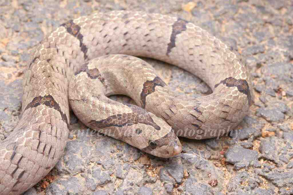 Chinese Kukri Snake from 中国江苏省南京市玄武区 on July 17, 2022 at 09:02 PM by ...