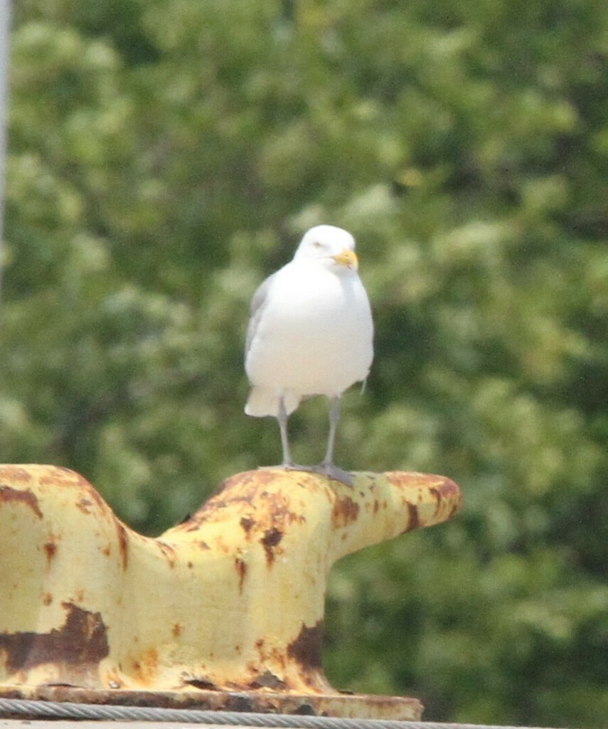 Herring Gull from North Cape May, Lower Township, NJ 08204, USA on July ...