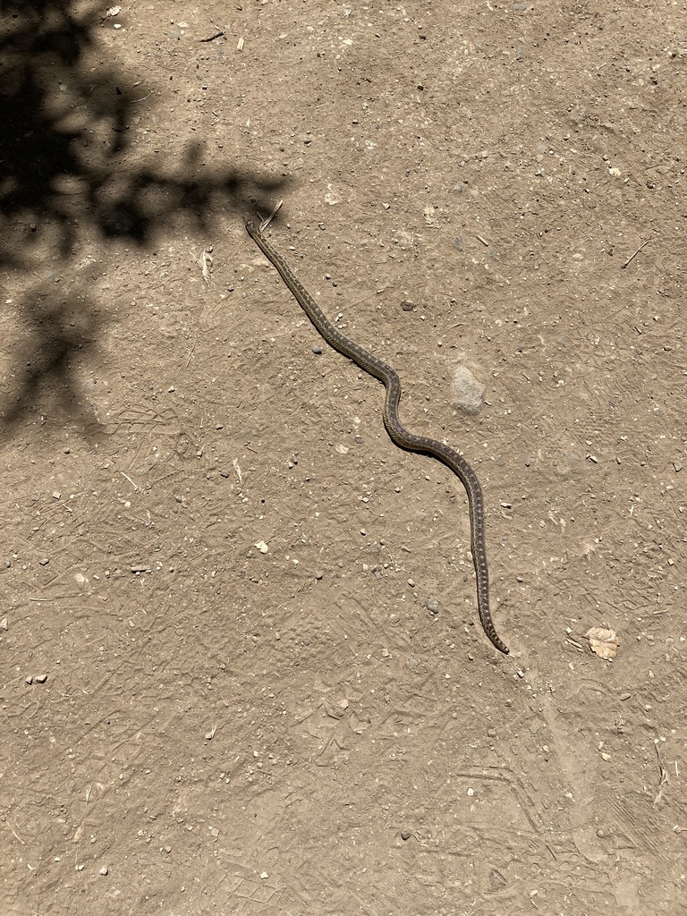 Gopher Snake from Lower Jordan Trail, Oakland, CA, US on July 18, 2022 ...