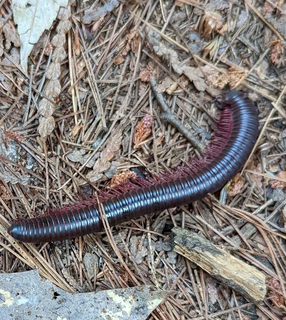 American Giant Millipede Complex from Lake Township, MI, USA on July 19 ...