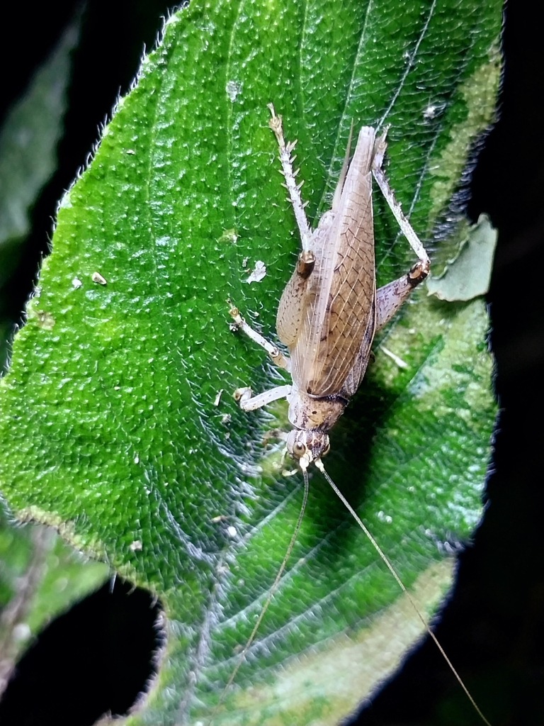 True Crickets from Granada, Nicaragua on July 17, 2022 at 08:43 PM by ...