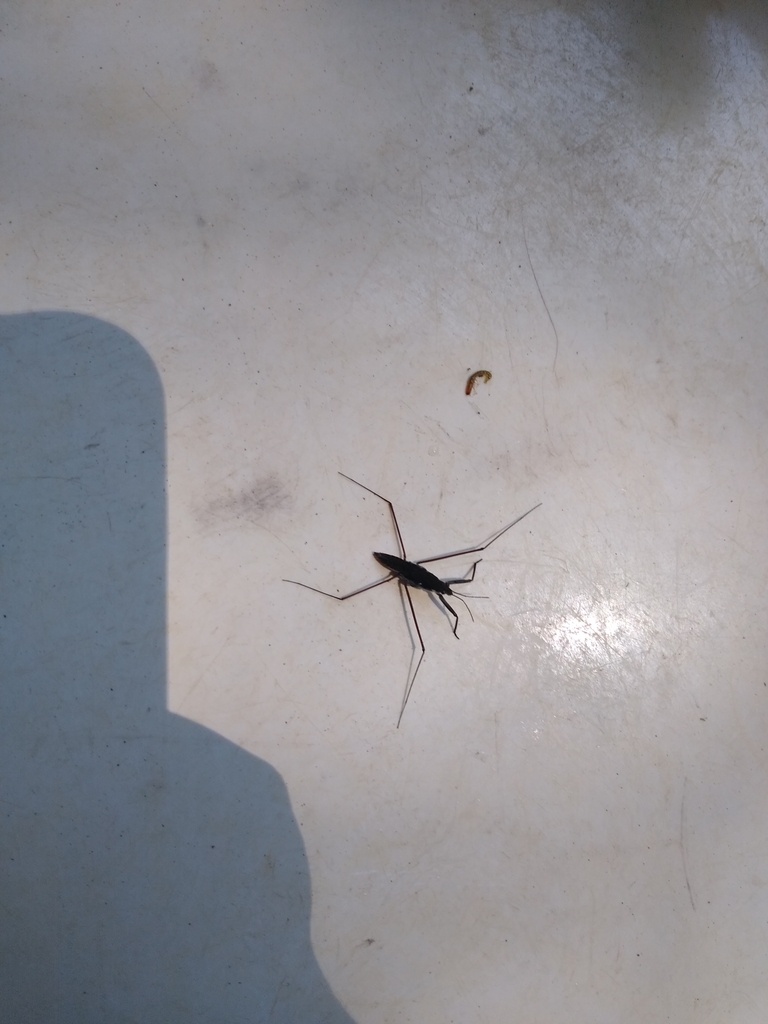 Aquarius remigis from Tryon-Weber Woods on July 19, 2022 at 10:20 AM by ...