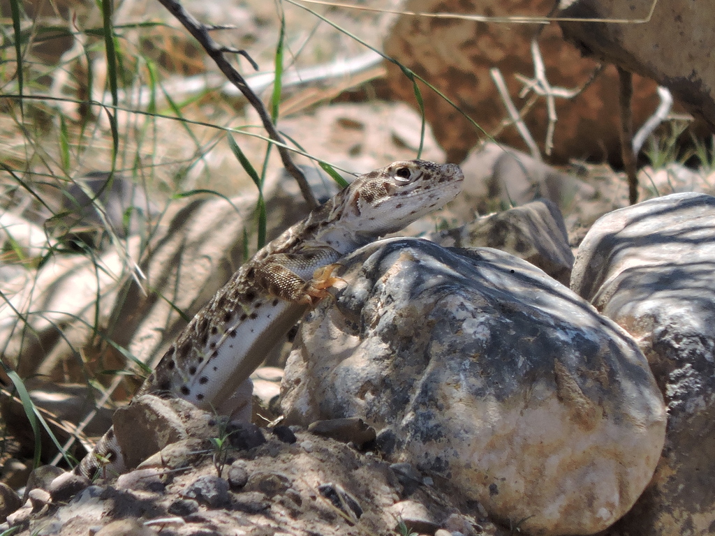 Long-nosed Leopard Lizard from Agua Prieta, Son., México on July 16 ...