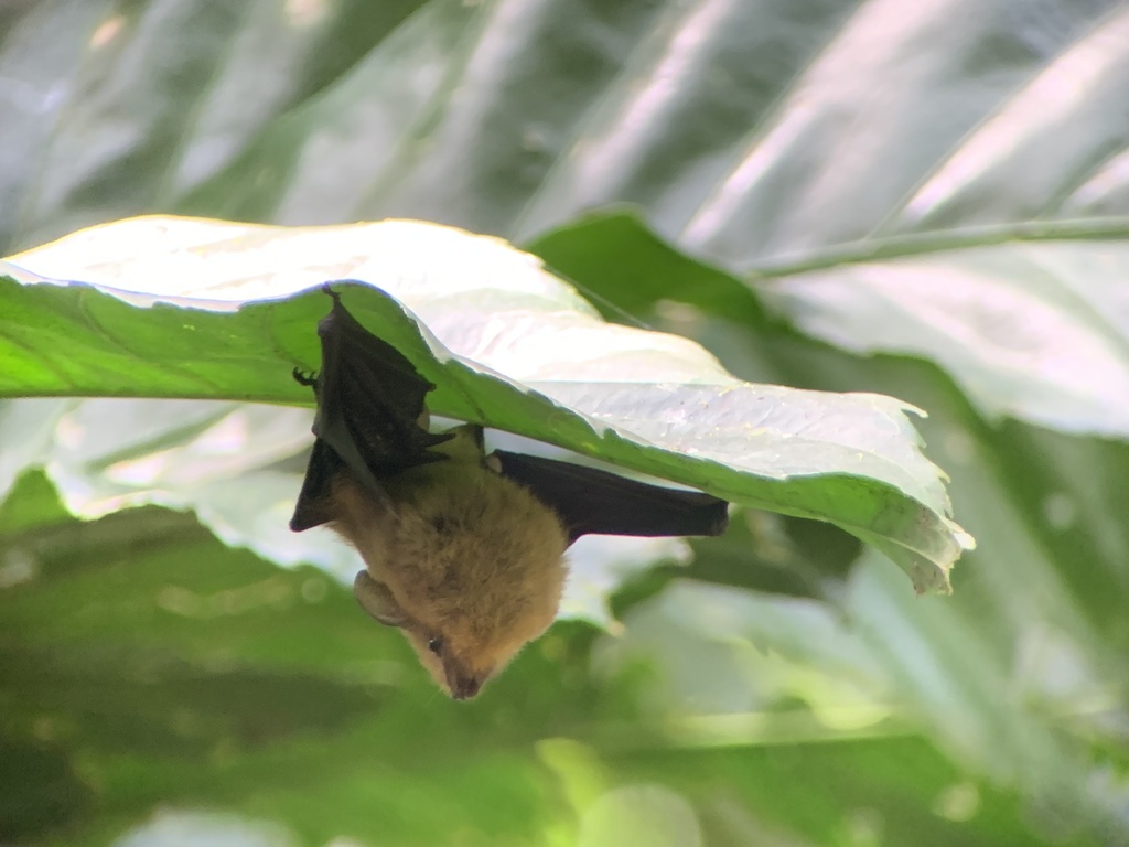 Thomas's Shaggy Bat from Panamá, PA on July 19, 2022 at 10:58 AM by ...