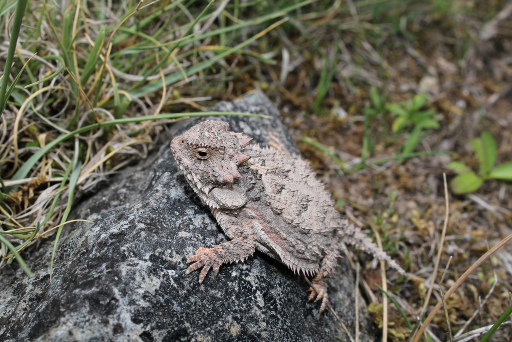 Mountain Horned Lizard from parque ecoturistico "El Cerezo" on July 18 ...