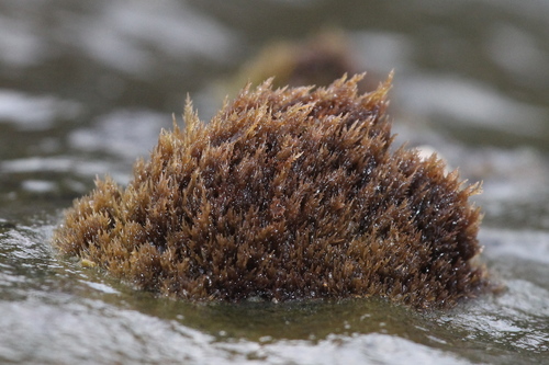 Gelidium pusillum · iNaturalist