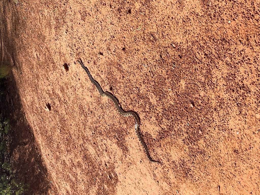 Gopher Snake from Cottonwood, AZ, USA on July 19, 2022 at 08:42 AM by ...