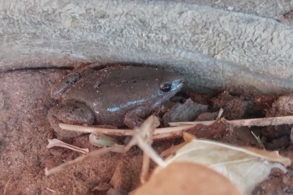Western Narrow-mouthed Toad from Joshua, TX 76058, USA on July 19, 2022 ...