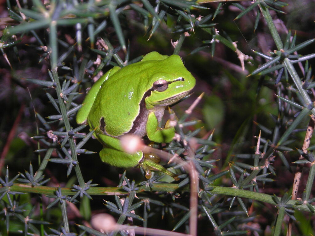 Iberian Tree Frog from 7570 Melides, Portugal on January 18, 2011 by ...