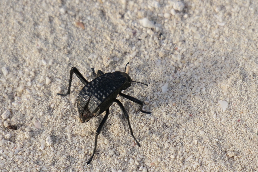 Pitted Beetle from Ash Sharqiyah, SA on July 18, 2018 at 08:59 AM by ...