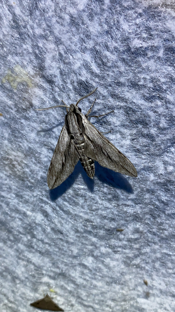 Doll's Sphinx from Cochise County, US-AZ, US on July 07, 2022 at 09:49 ...