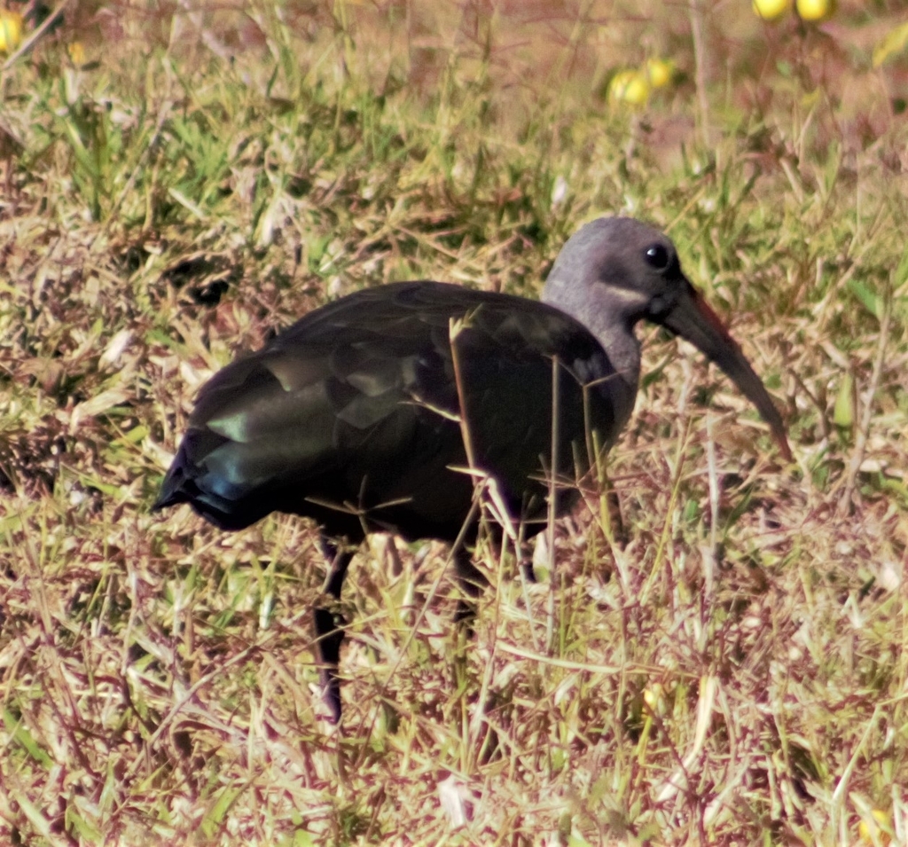 Southern Hadeda from Greater Tubatse Local Municipality, South Africa ...