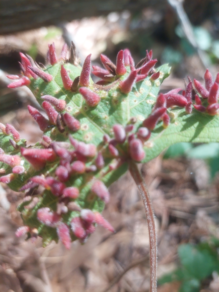 Black Cherry Leaf Gall Mite from Eastern Shore Of Virginia National ...