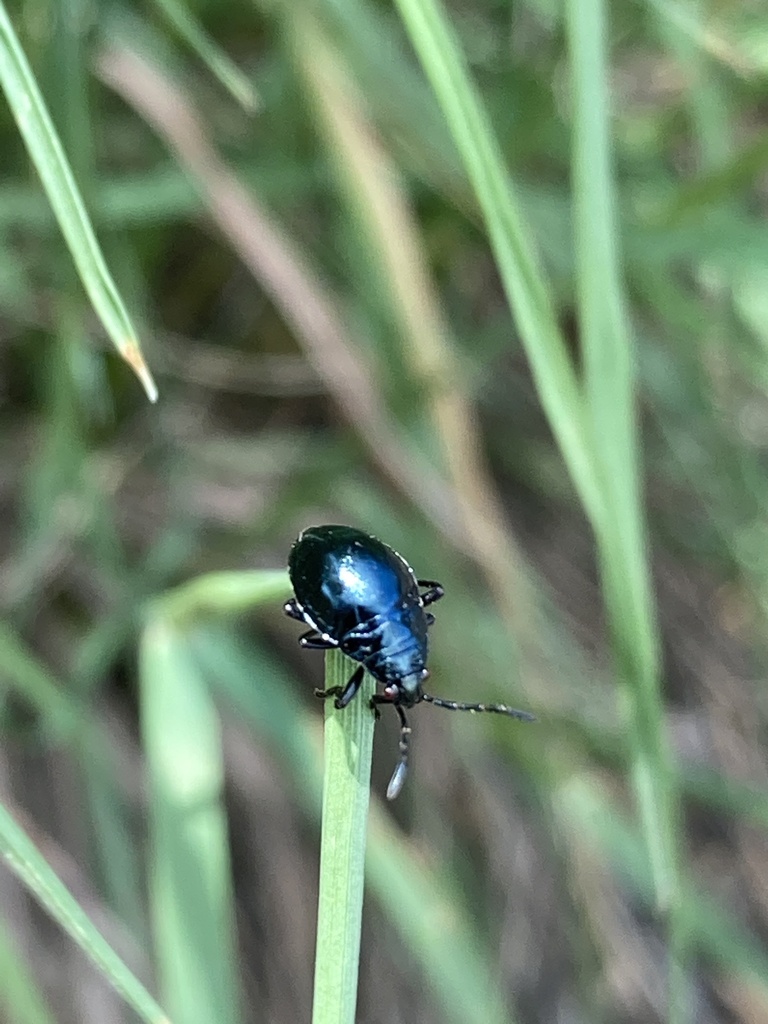 Pentatomomorph Bugs from Coronado National Forest, Tucson, AZ, US on ...