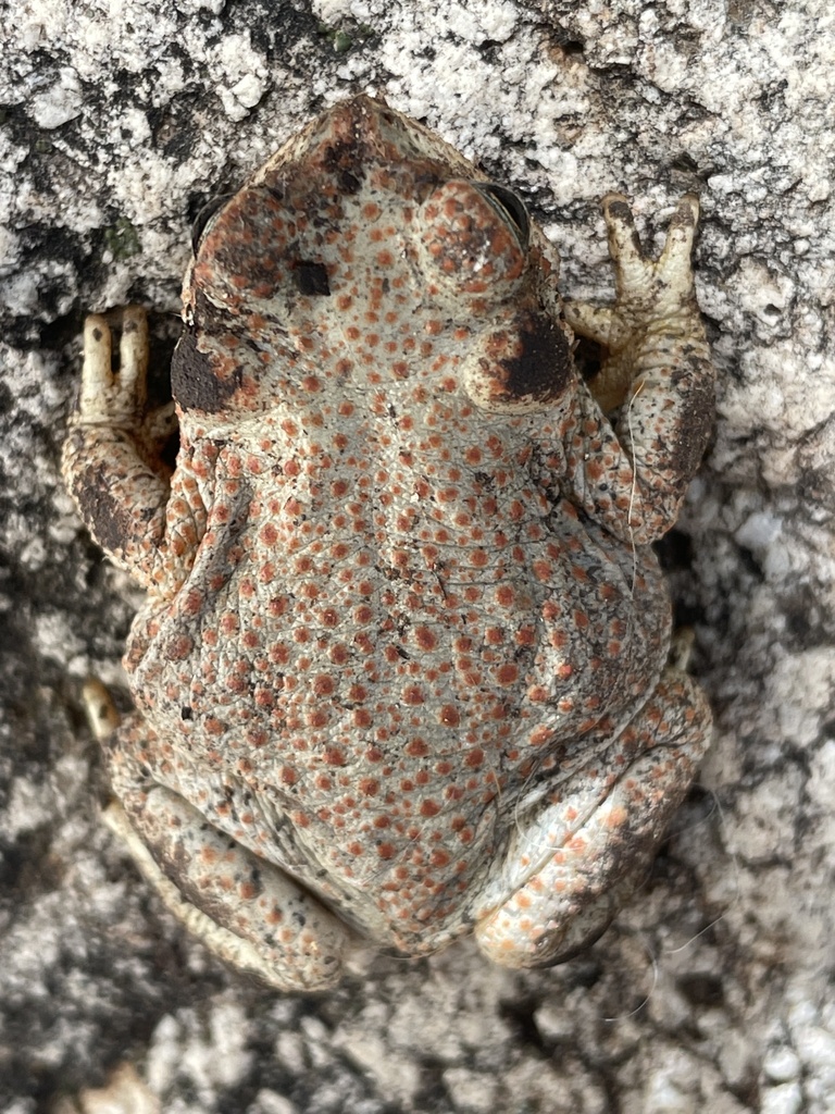 Red-spotted Toad from Las Palas, Tinnie, NM, US on July 19, 2022 at 11: ...