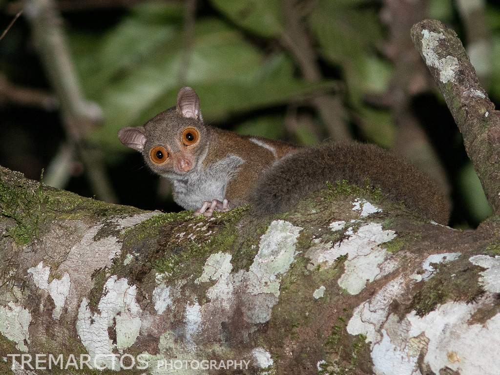 Southern Needle-clawed Galago from Bouamir Research Station on July 13 ...