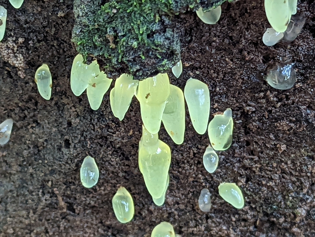 Gloeomucro dependens from Ridenour Park on July 19, 2022 at 06:14 PM by ...