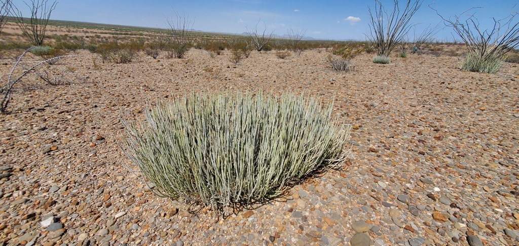 candelilla from Laboratorio del Desierto on July 10, 2022 at 11:22 AM ...