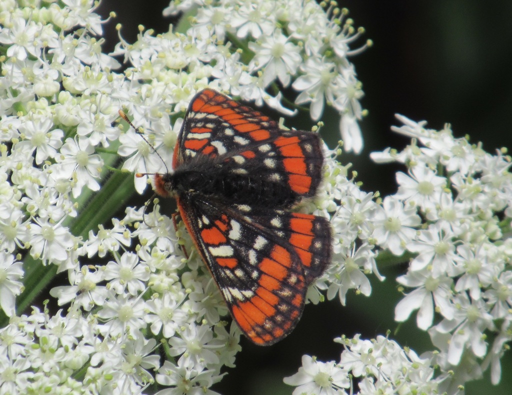 Gillett's Checkerspot in July 2022 by Sam Fruehling. Observed near ...