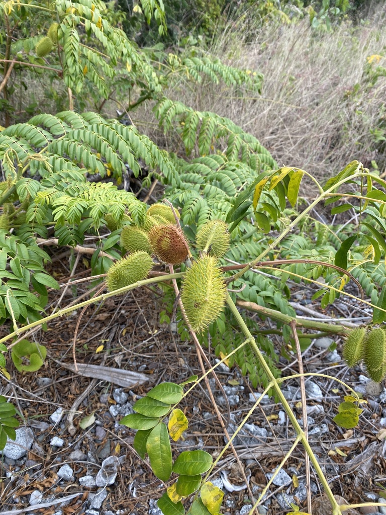 Nickernut from Coral Sea, Mount Rooper, QLD, AU on July 20, 2022 at 10: ...