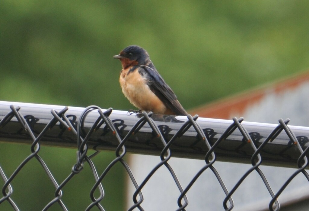 Barn Swallow from Fort Rupert, BC V0N 2P0, Canada on July 16, 2022 at ...