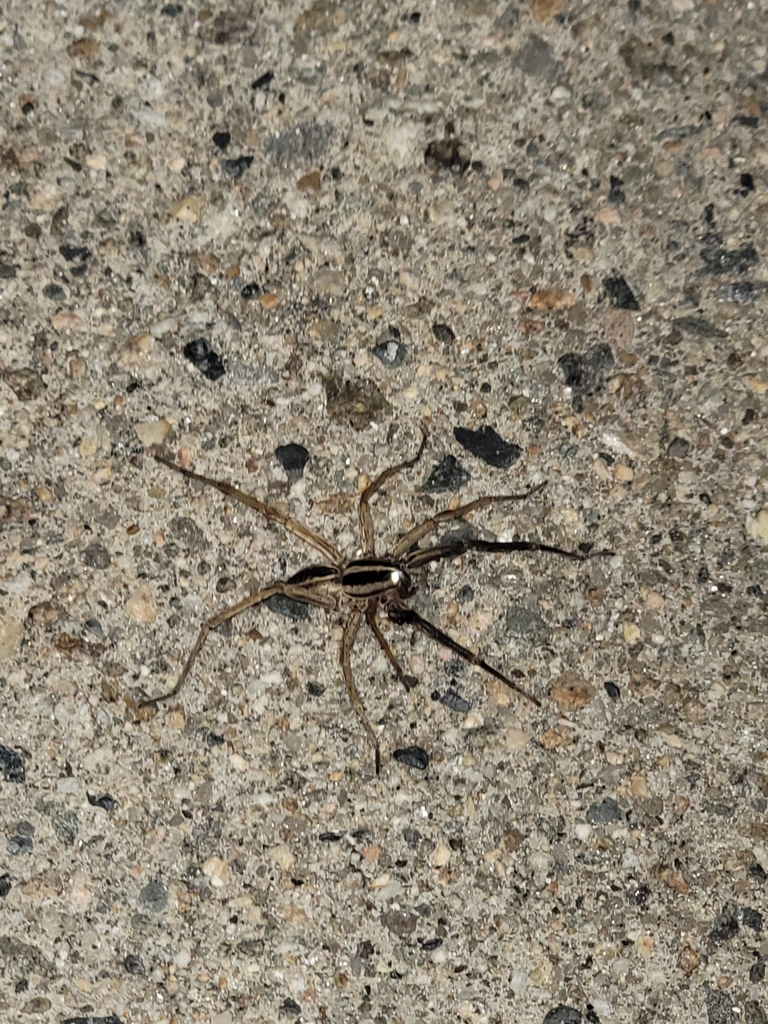 Rabid Wolf Spider from York County, US-ME, US on July 17, 2022 at 11:02 ...