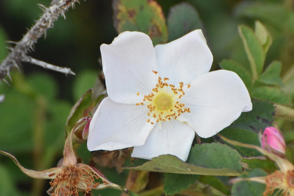 prairie rose from Cook County, MN, USA on July 17, 2022 at 04:18 PM by ...
