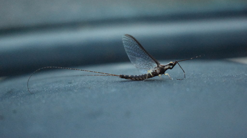 Giant Mayfly from Cook County, MN, USA on July 18, 2022 at 05:12 AM by ...