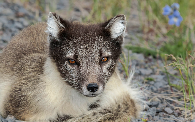 Arctic Fox from Сент-Джордж, Аляска, США on July 21, 2008 at 07:03 PM ...