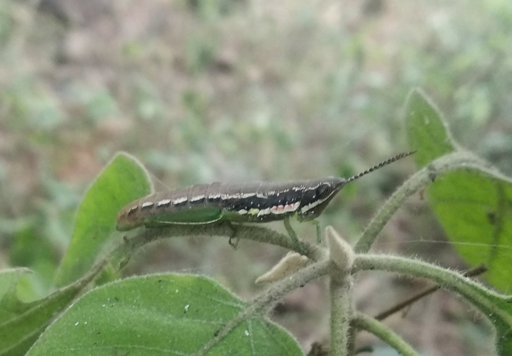 Neorthacris from Stanley Reservoir--Thanamoorthikadu Area on July 20 ...