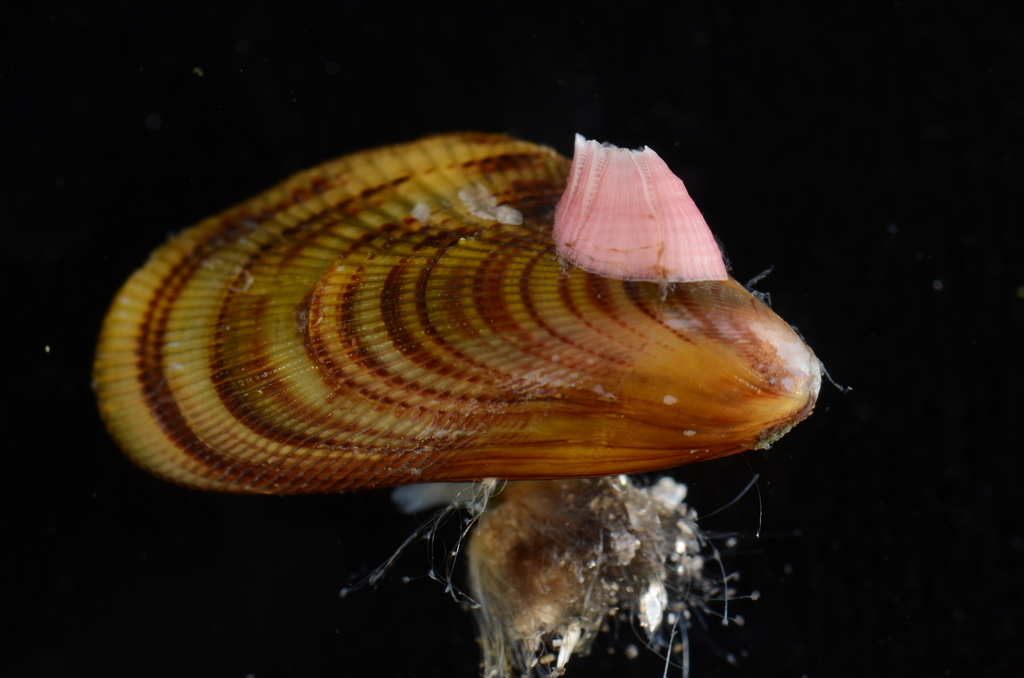 Scorched Mussel (Bivalves of Oyster Reefs) · iNaturalist