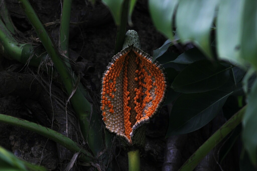 Centipede Tongavine from Ghorpadi, Pune, Maharashtra, India on July 20 ...