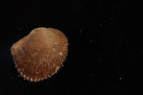 Seashells Part 1 – BJ Quinton